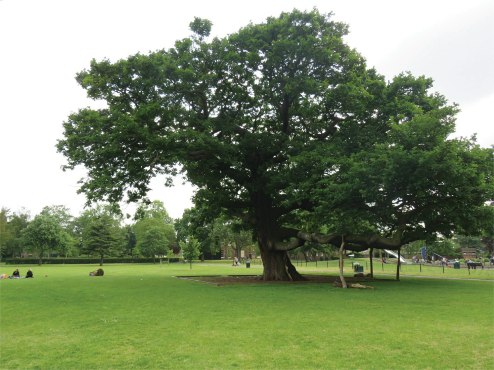 Tottenham’s parks and green spaces – Discovering Tottenham